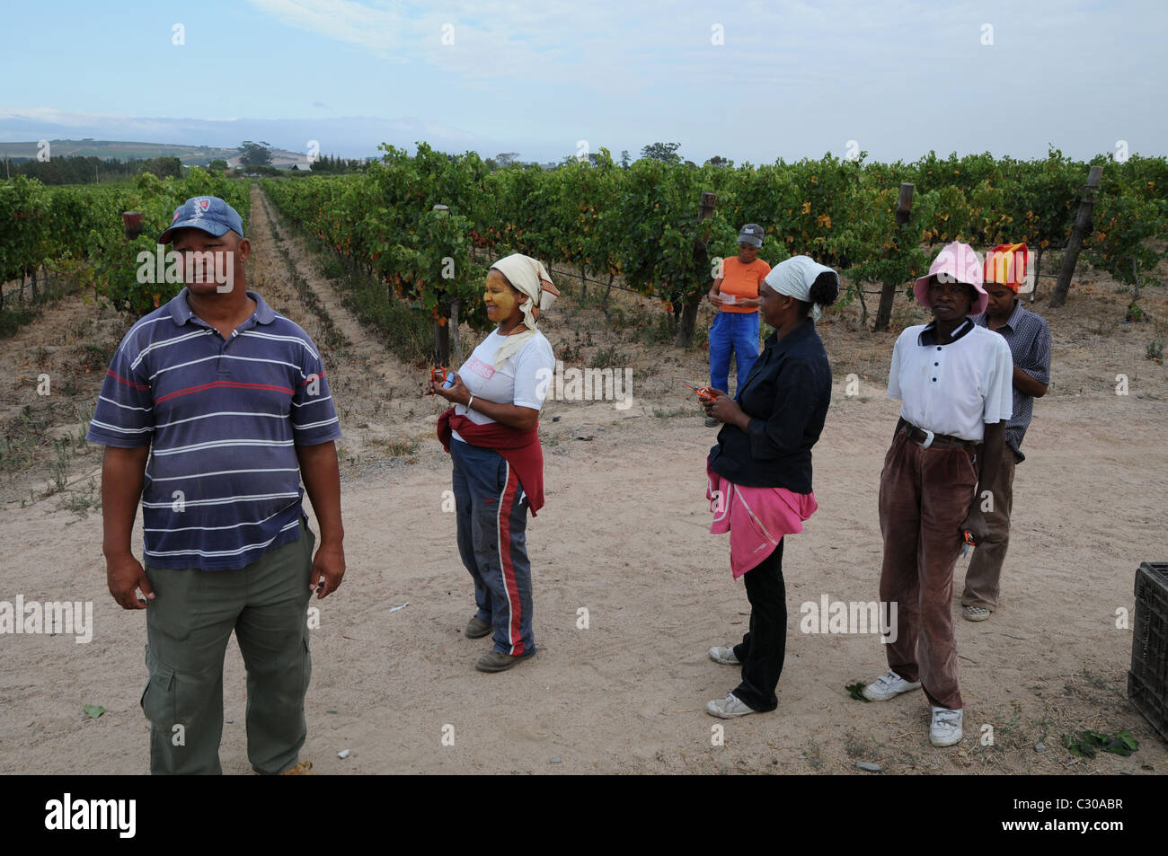 Workers taking a break in the harvest early morning in the field Stock ...