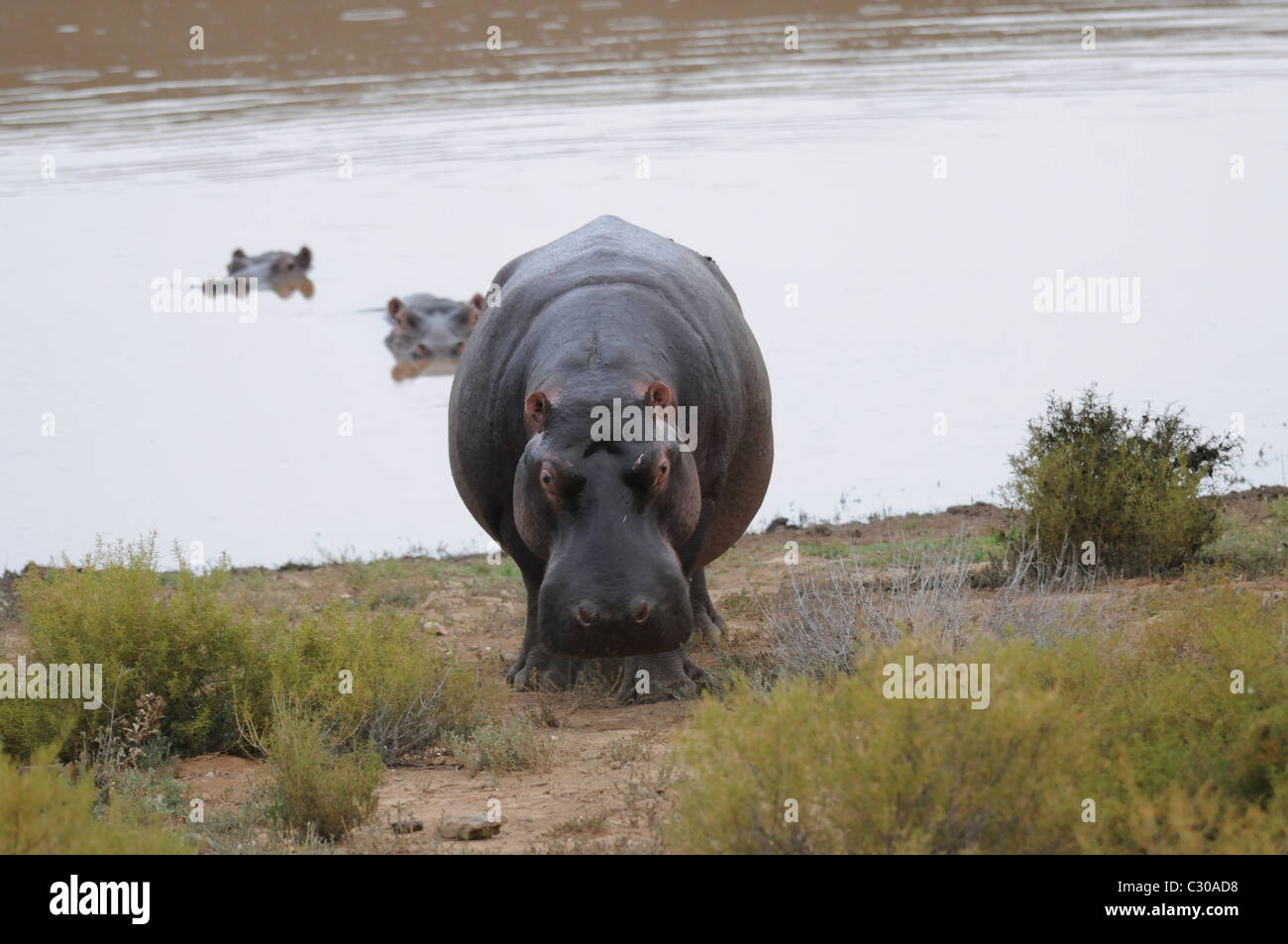 Hippo on land, grazing hippo Stock Photo - Alamy