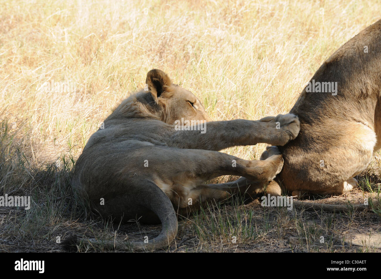 Lions, relaxed lions, lying lions, wildlife, nature Stock Photo - Alamy