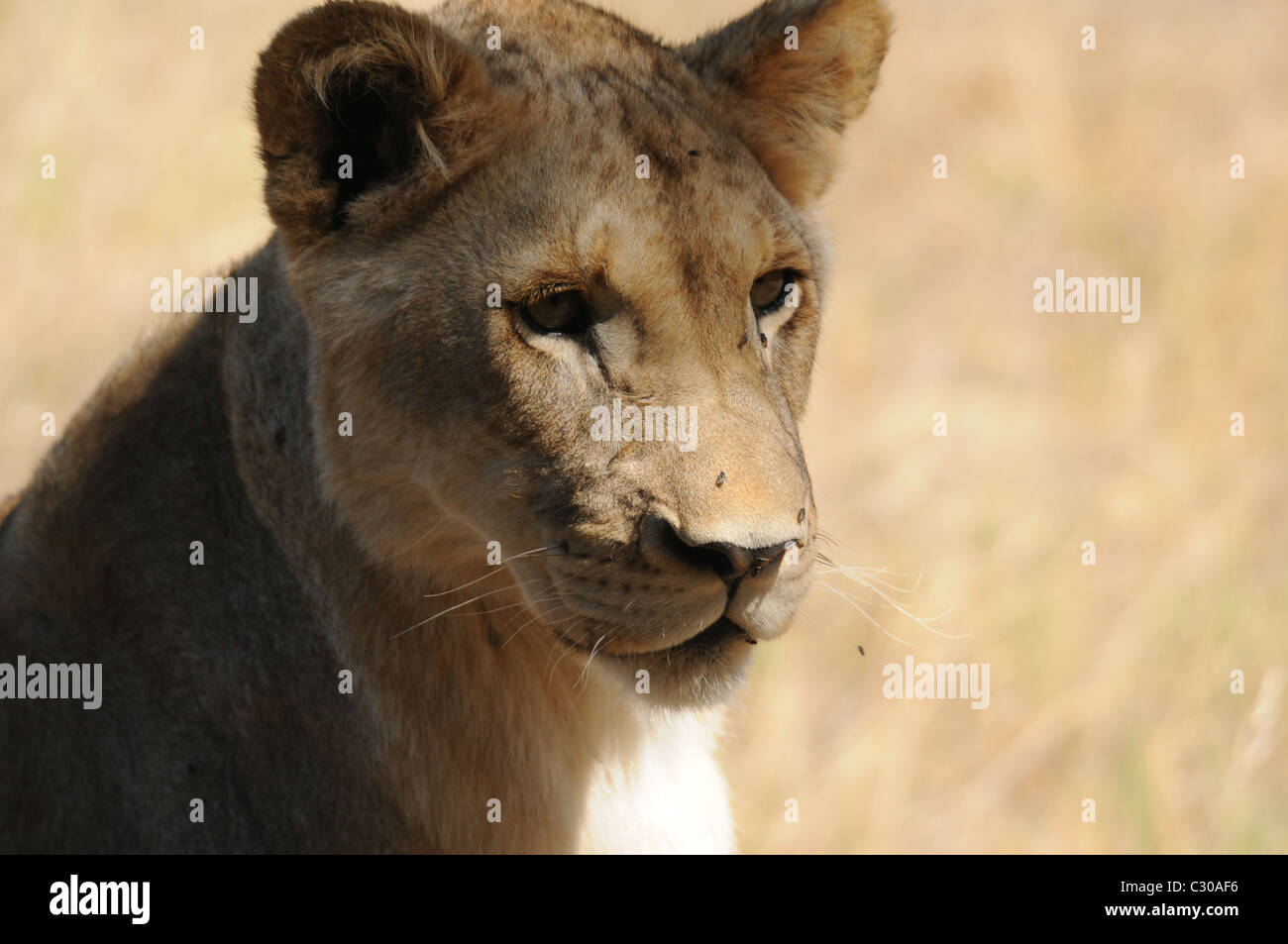 Portrait of a lion, relaxed lion, young lion Stock Photo - Alamy