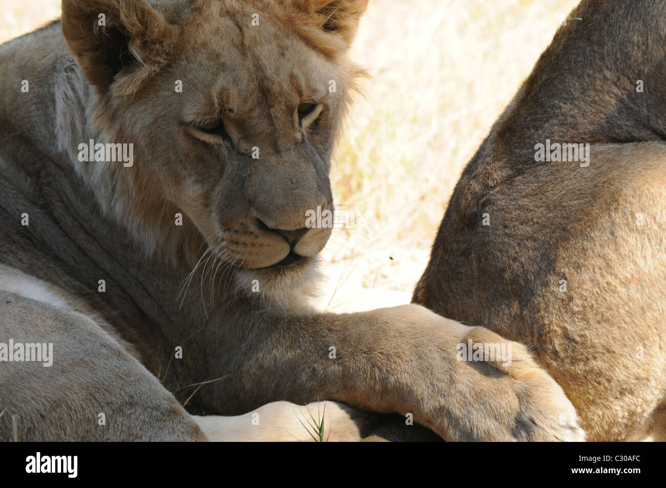 Portrait of a lion, relaxed lion, young lion Stock Photo - Alamy