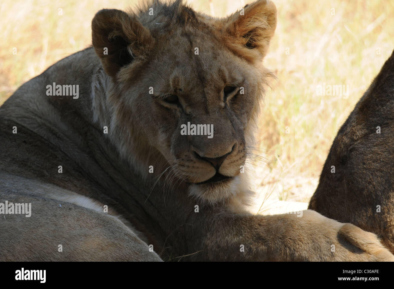 Portrait of a lion, relaxed lion, young lion Stock Photo - Alamy