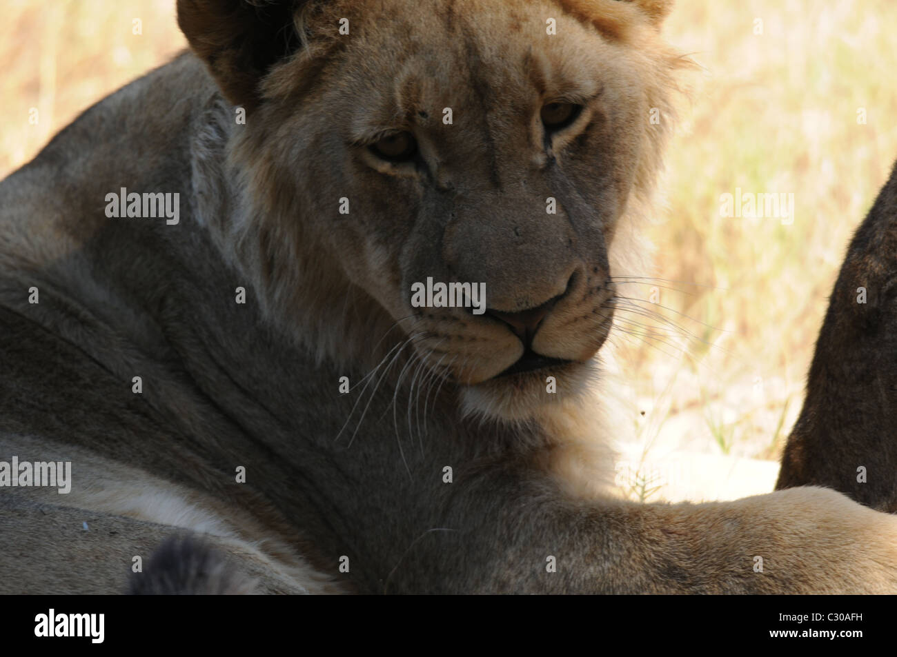Portrait of a lion, relaxed lion, young lion Stock Photo - Alamy