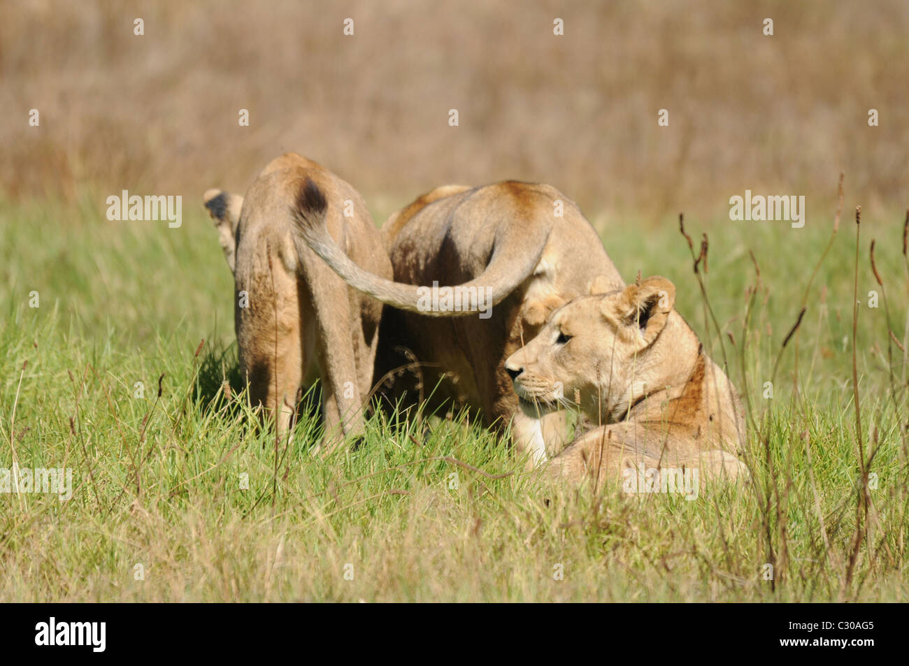 Young lions playing, lions in the field Stock Photo - Alamy