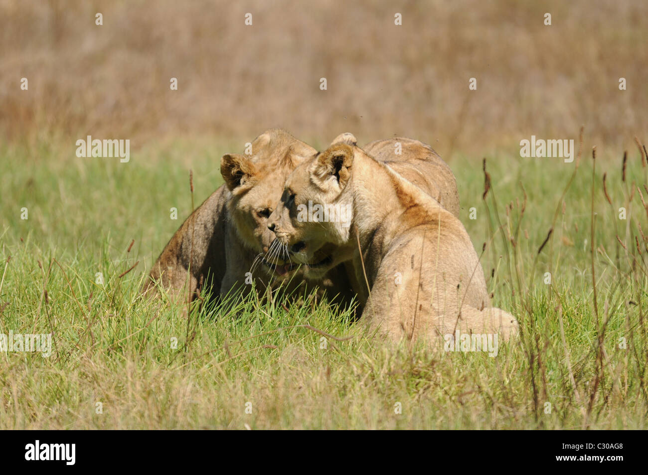 Young lions playing, lions in the field Stock Photo - Alamy
