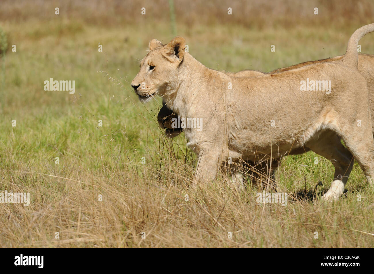 Young lions playing, lions in the field Stock Photo - Alamy