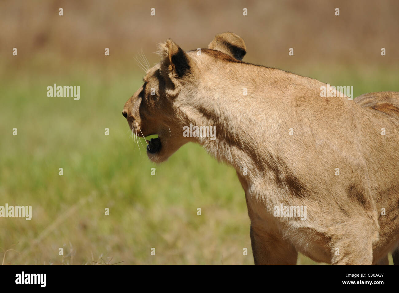 Young lion in high grass Stock Photo - Alamy