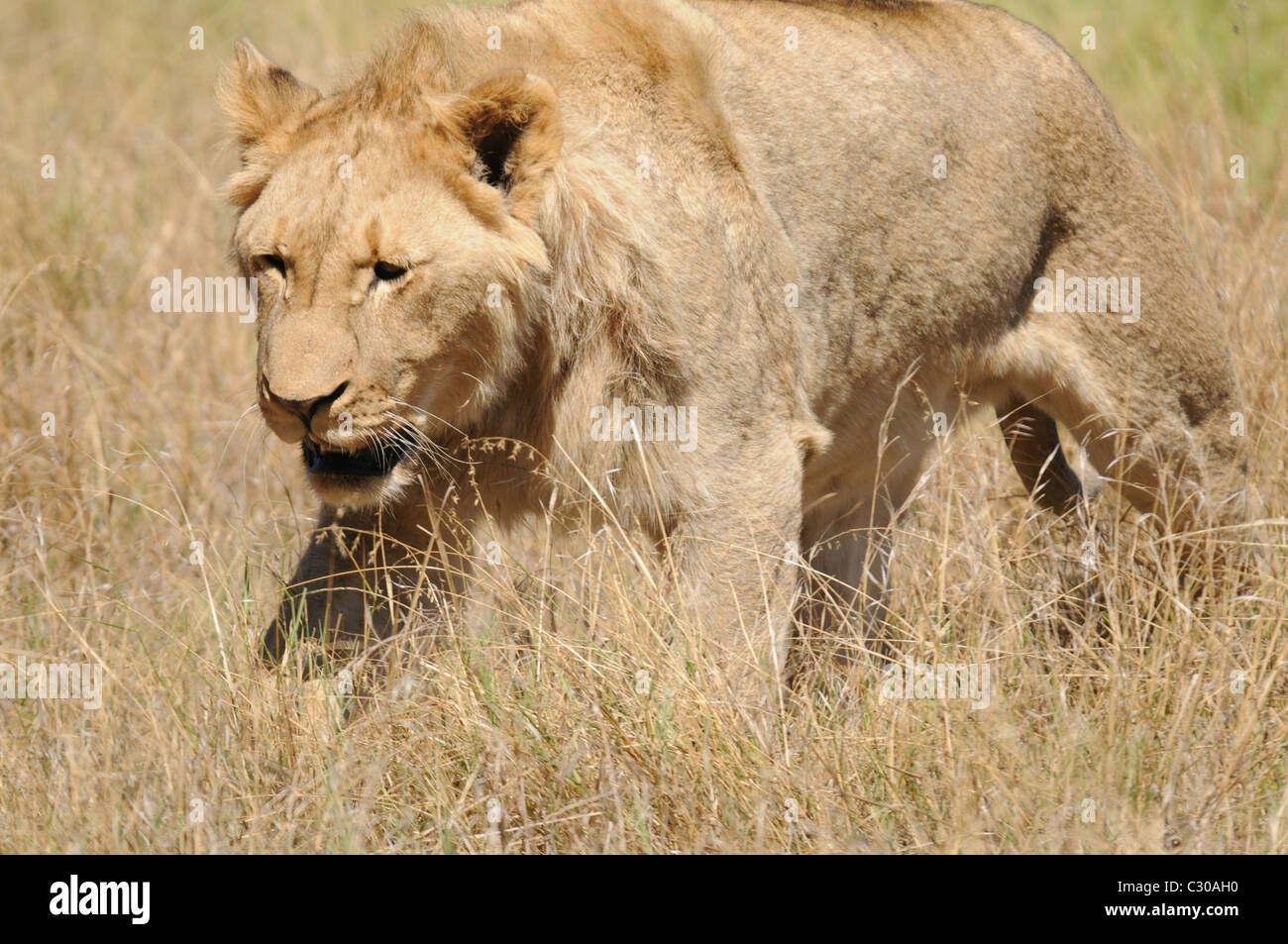 Lion walking through tall grass, female lion Stock Photo - Alamy