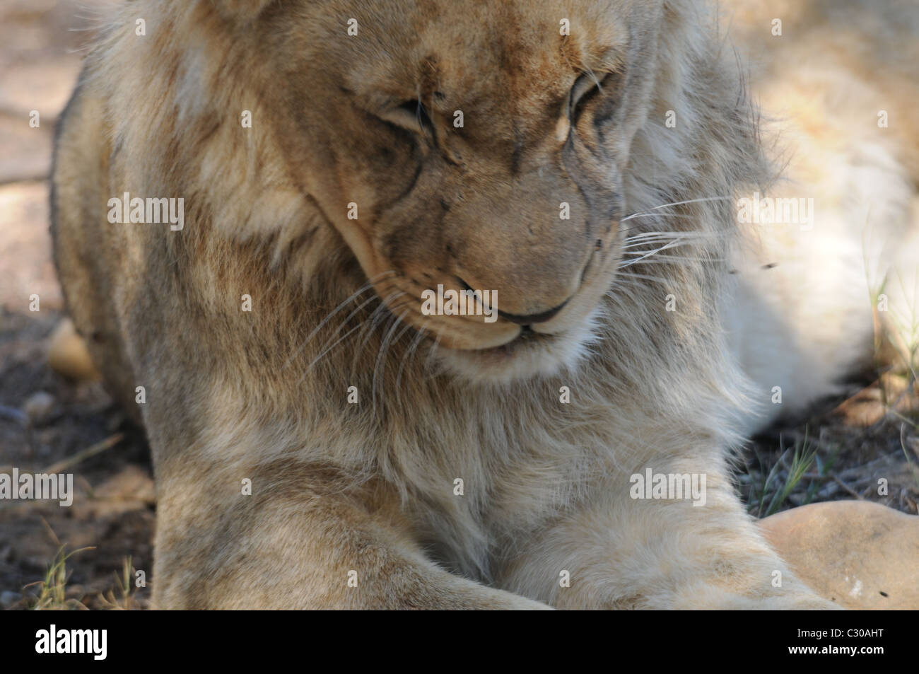 Portrait of a lion, relaxed lion, young lion Stock Photo - Alamy