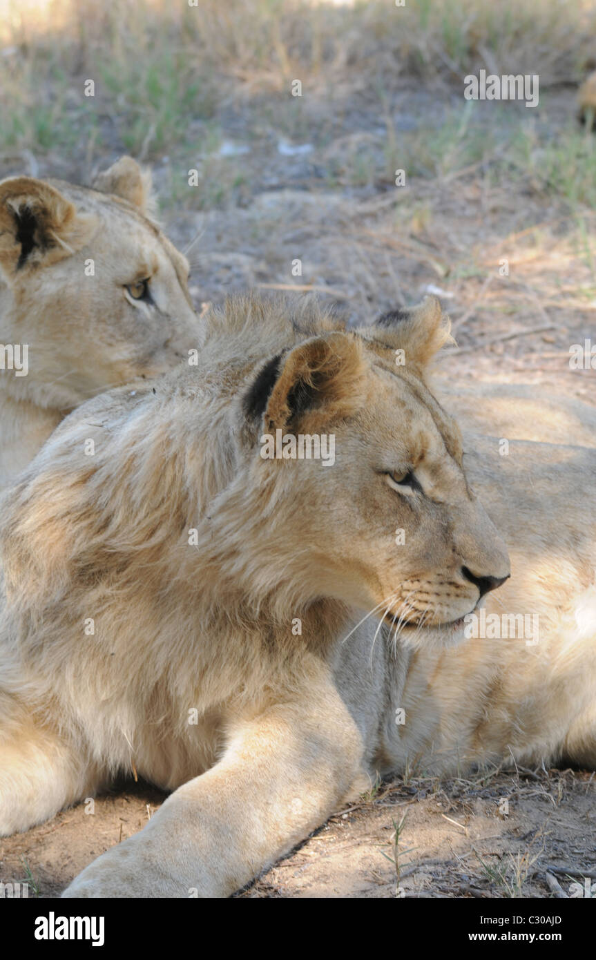 Lions, relaxed lions, lying lions, wildlife, nature Stock Photo - Alamy