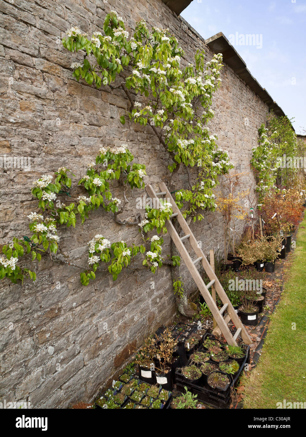 Tree on the stone wall hi-res stock photography and images - Alamy