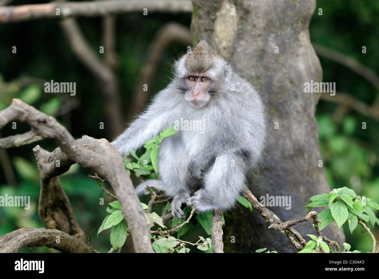 Long-tailed macaque, Macaca fascicularis, single monkey on branch ...