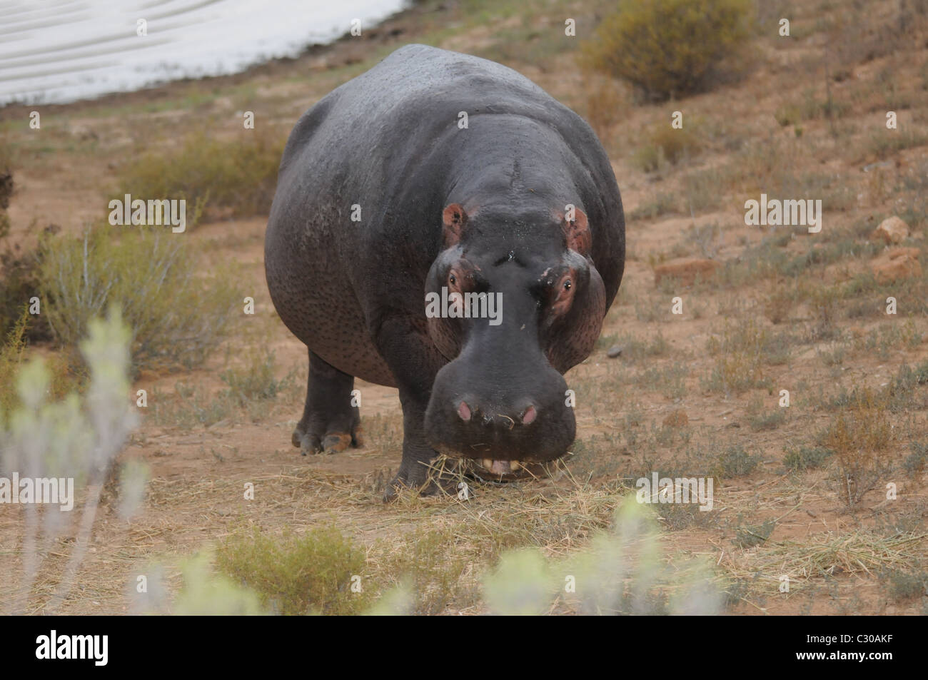 Hippo on land, grazing hippo Stock Photo - Alamy