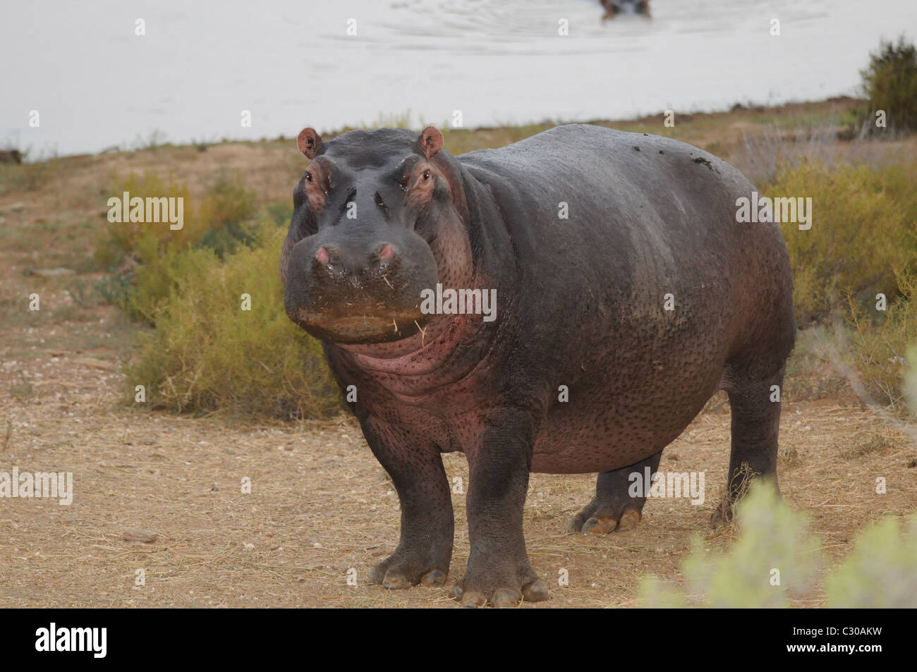 Hippo on land, grazing hippo Stock Photo - Alamy