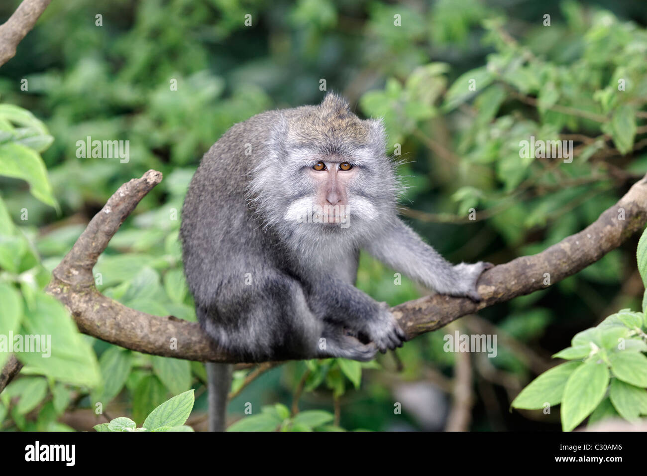 Long-tailed macaque, Macaca fascicularis, single monkey on branch ...