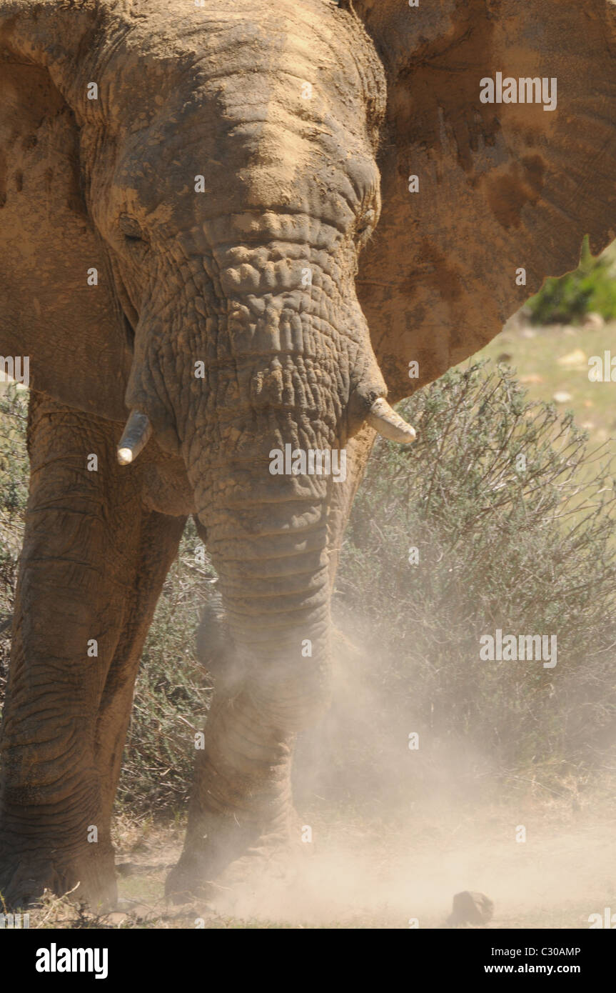 African elephant, wildlife, dust Stock Photo - Alamy
