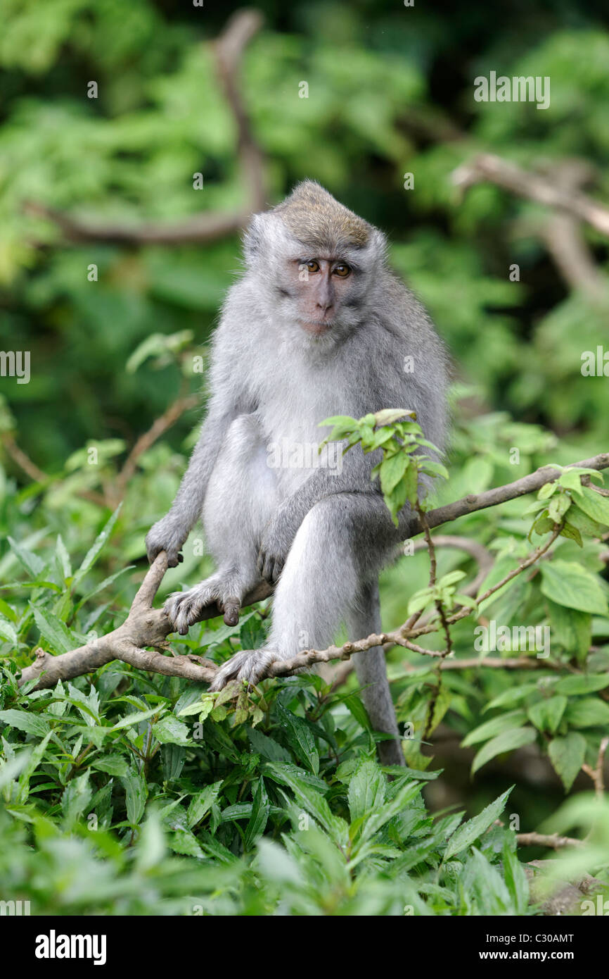 Long-tailed macaque, Macaca fascicularis, single monkey on branch ...