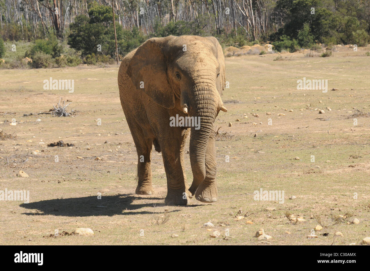 Dust elephant hi-res stock photography and images - Alamy