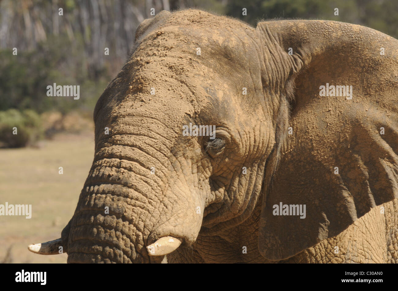 African elephant, wildlife, dust Stock Photo - Alamy