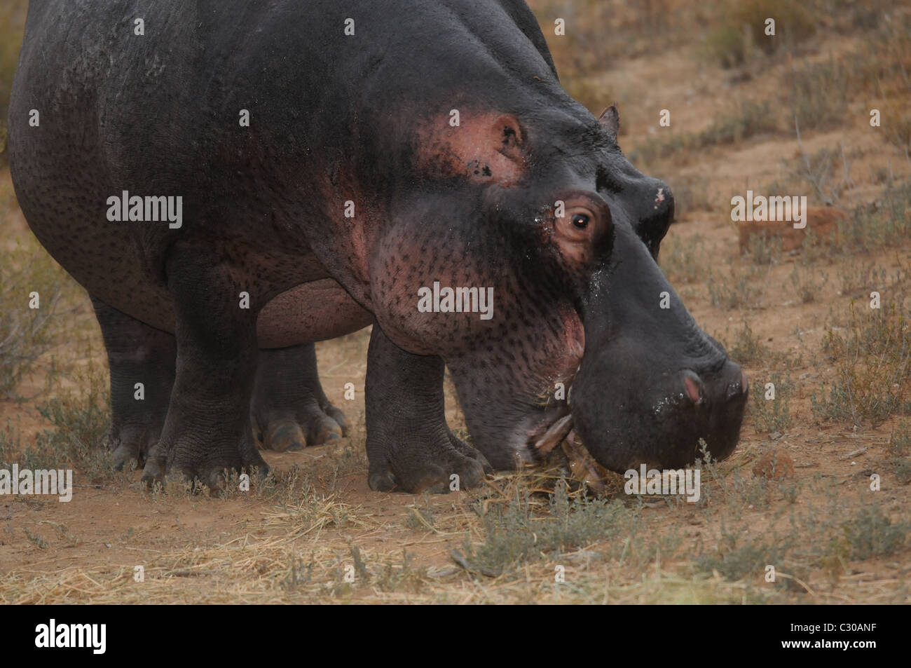Hippo on land, grazing hippo Stock Photo - Alamy