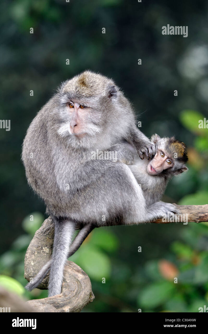 Long-tailed macaque, Macaca fascicularis, single female with youngster ...