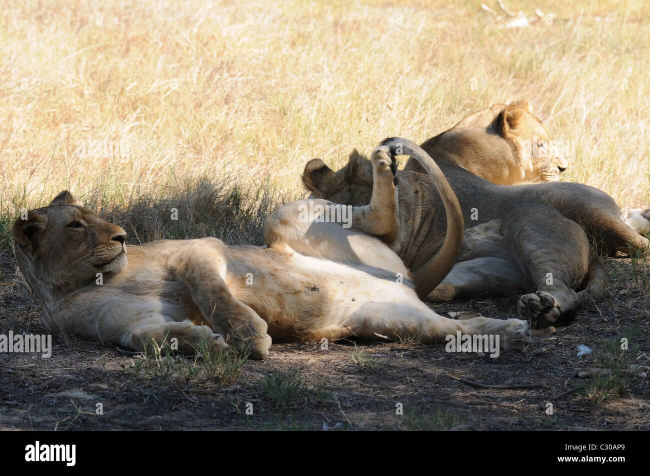 Relaxed lions hi-res stock photography and images - Alamy
