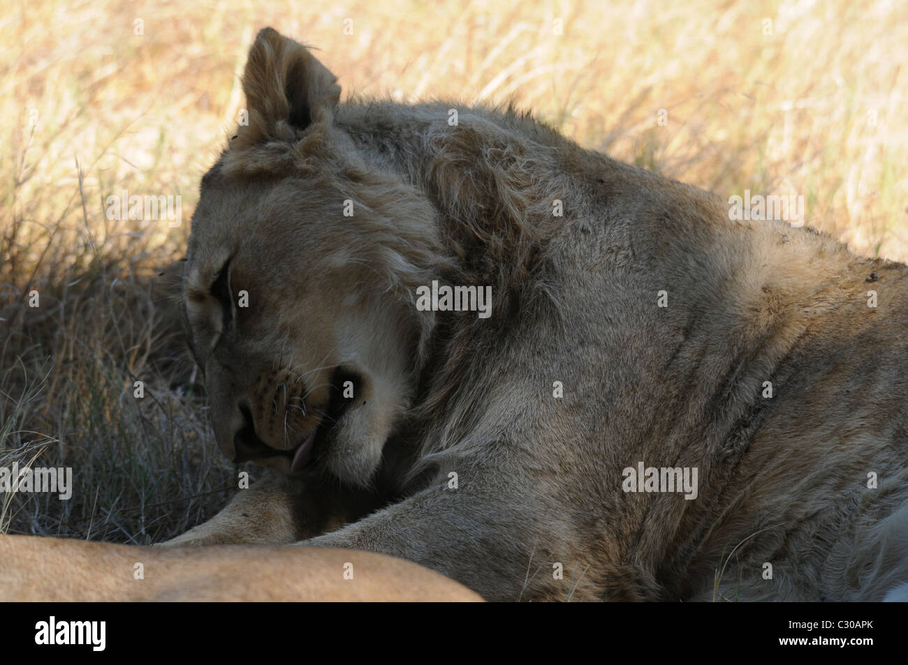 Portrait of a lion, relaxed lion, young lion Stock Photo - Alamy