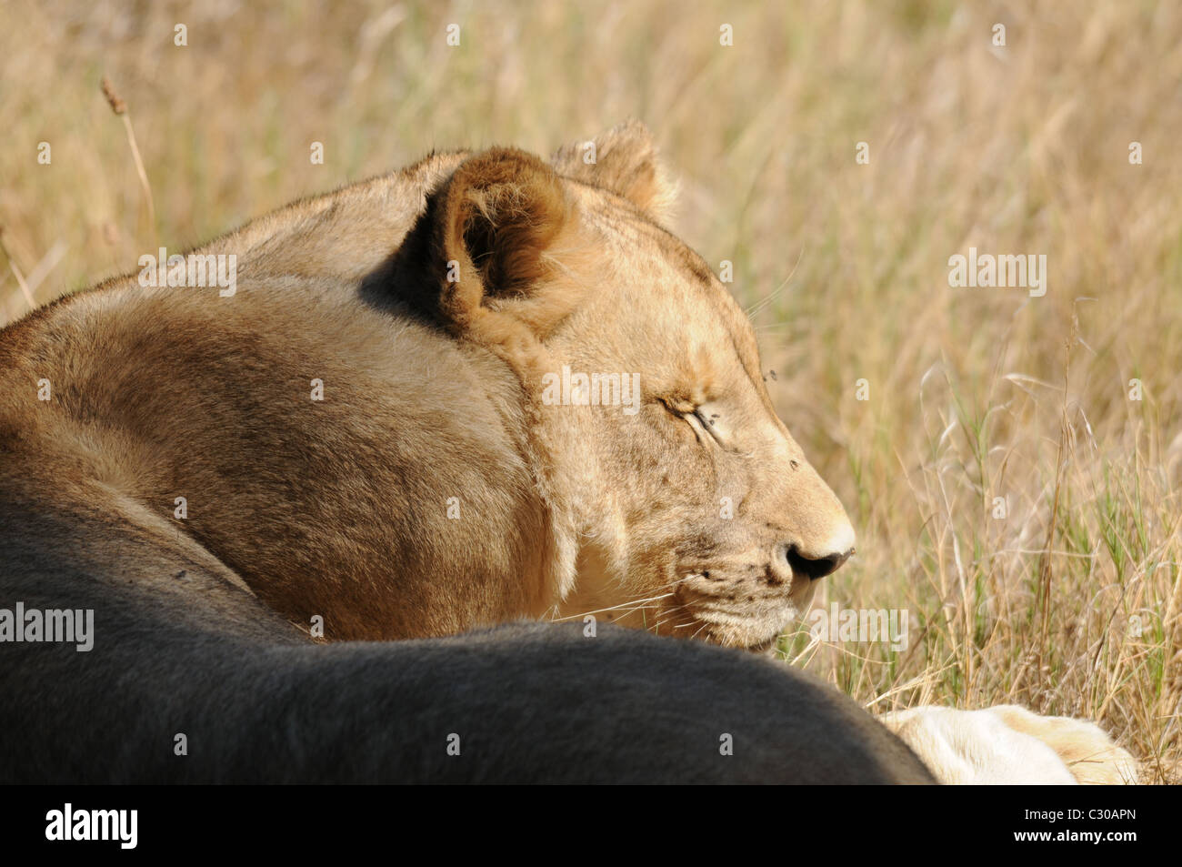 Portrait of a lion, relaxed lion, young lion Stock Photo - Alamy