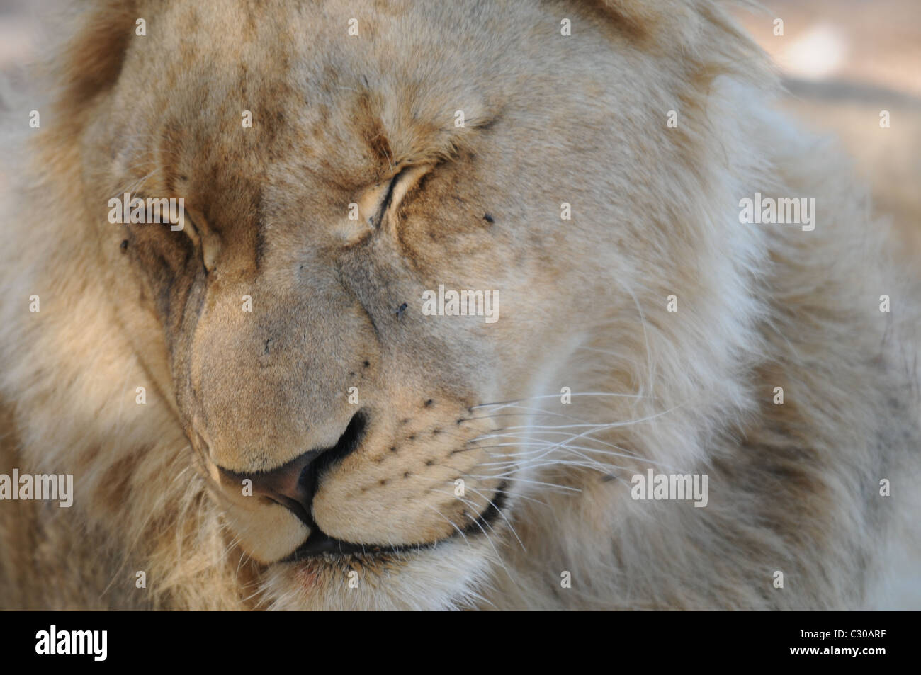 Portrait of a lion, relaxed lion, young lion Stock Photo - Alamy
