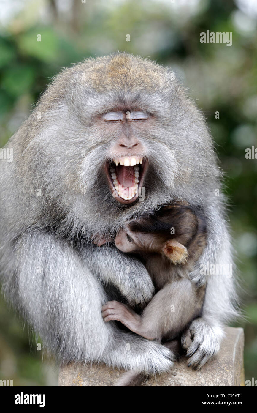 Long-tailed macaque, Macaca fascicularis, single female with youngster ...