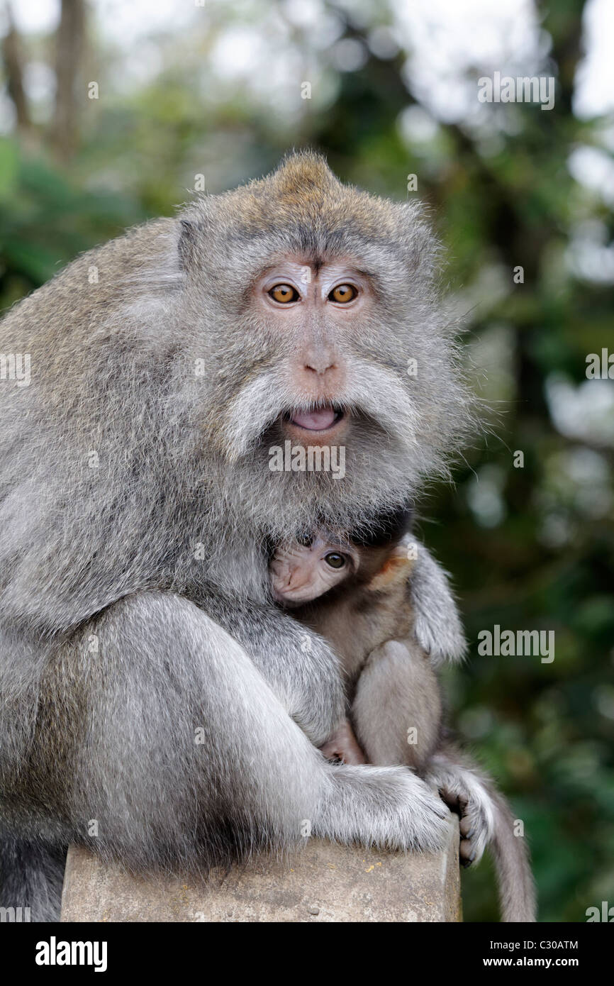 Long-tailed macaque, Macaca fascicularis, single female with youngster ...