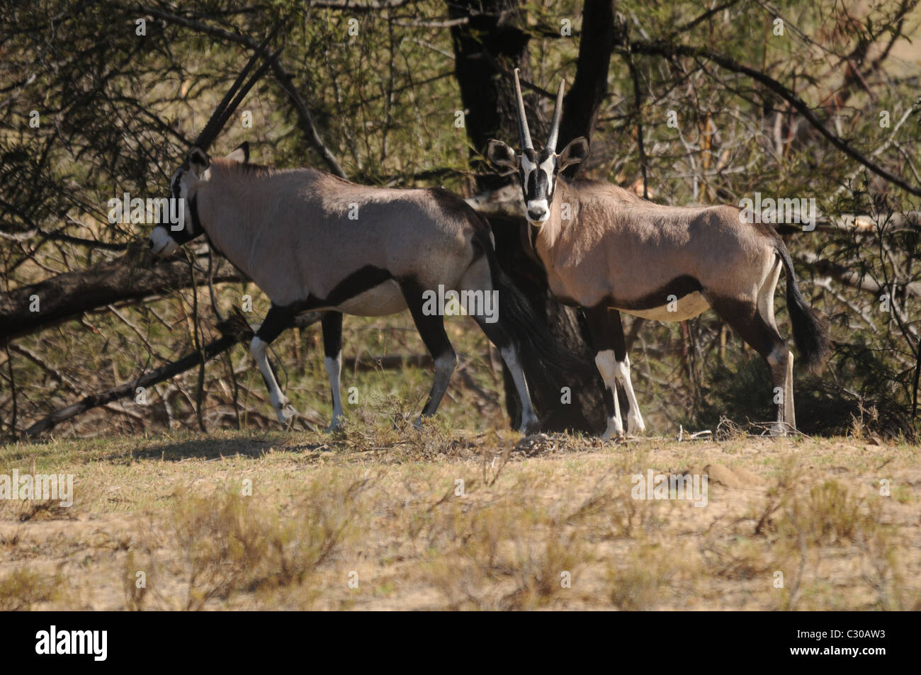 African antelope hi-res stock photography and images - Alamy