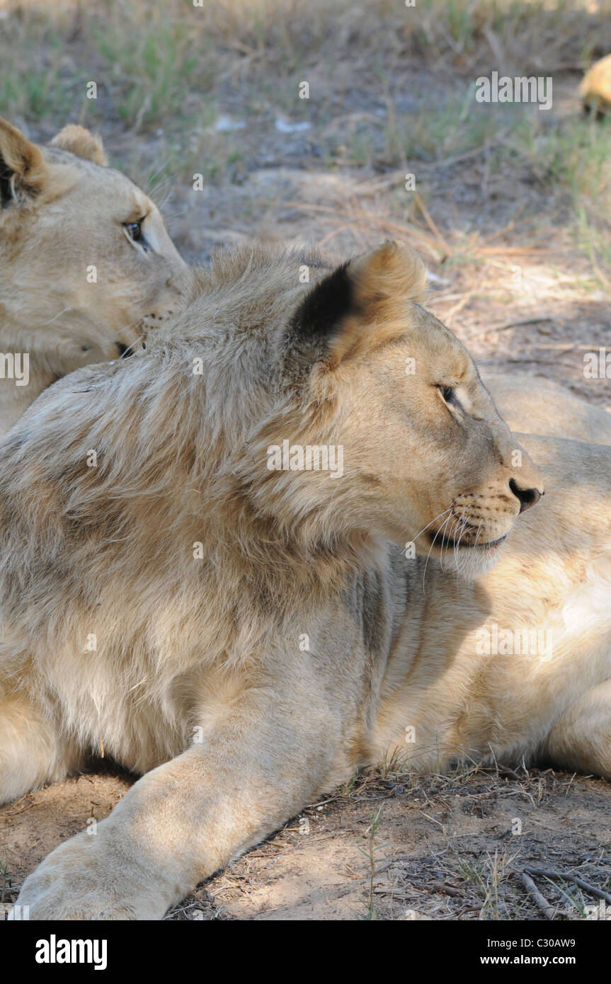 Lions, relaxed lions, lying lions, wildlife, nature Stock Photo - Alamy