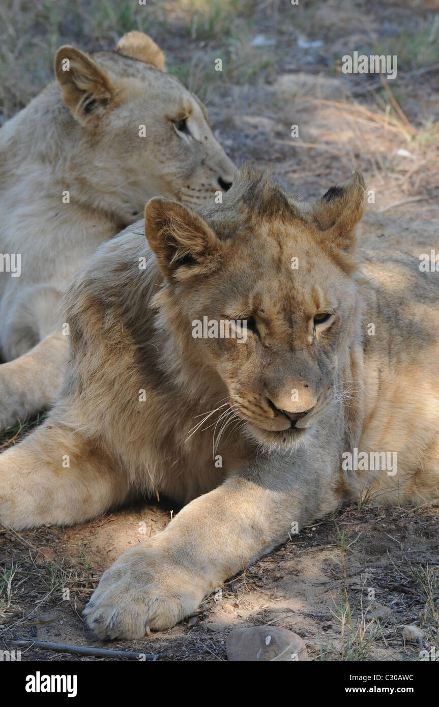 Lions, relaxed lions, lying lions, wildlife, nature Stock Photo - Alamy