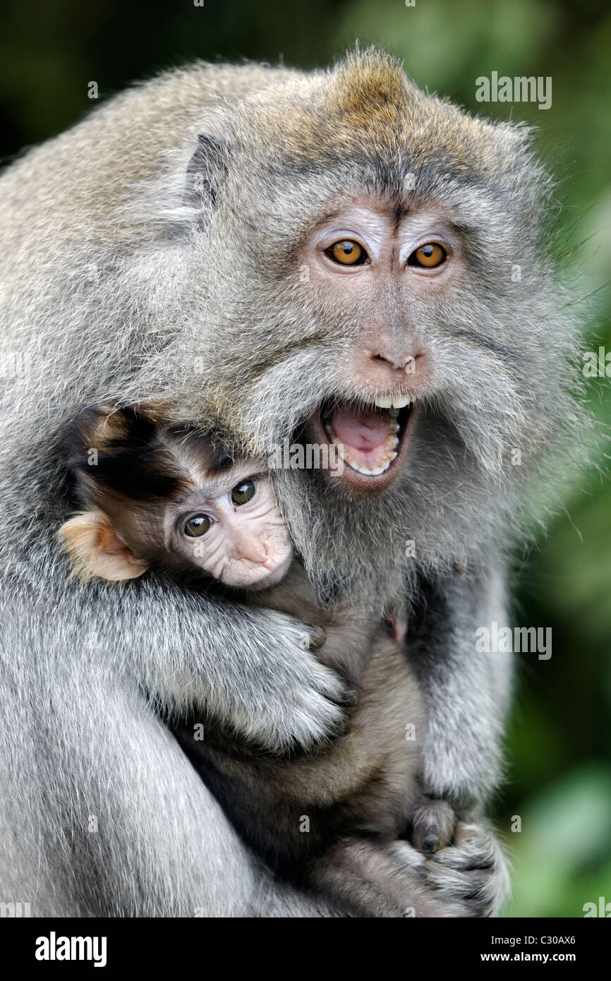 Long-tailed macaque, Macaca fascicularis, single female with youngster ...