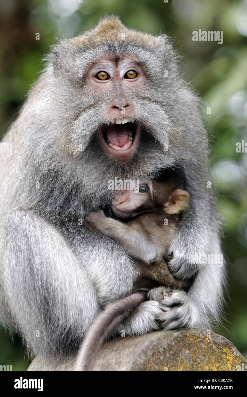 Long-tailed macaque, Macaca fascicularis, single female with youngster ...