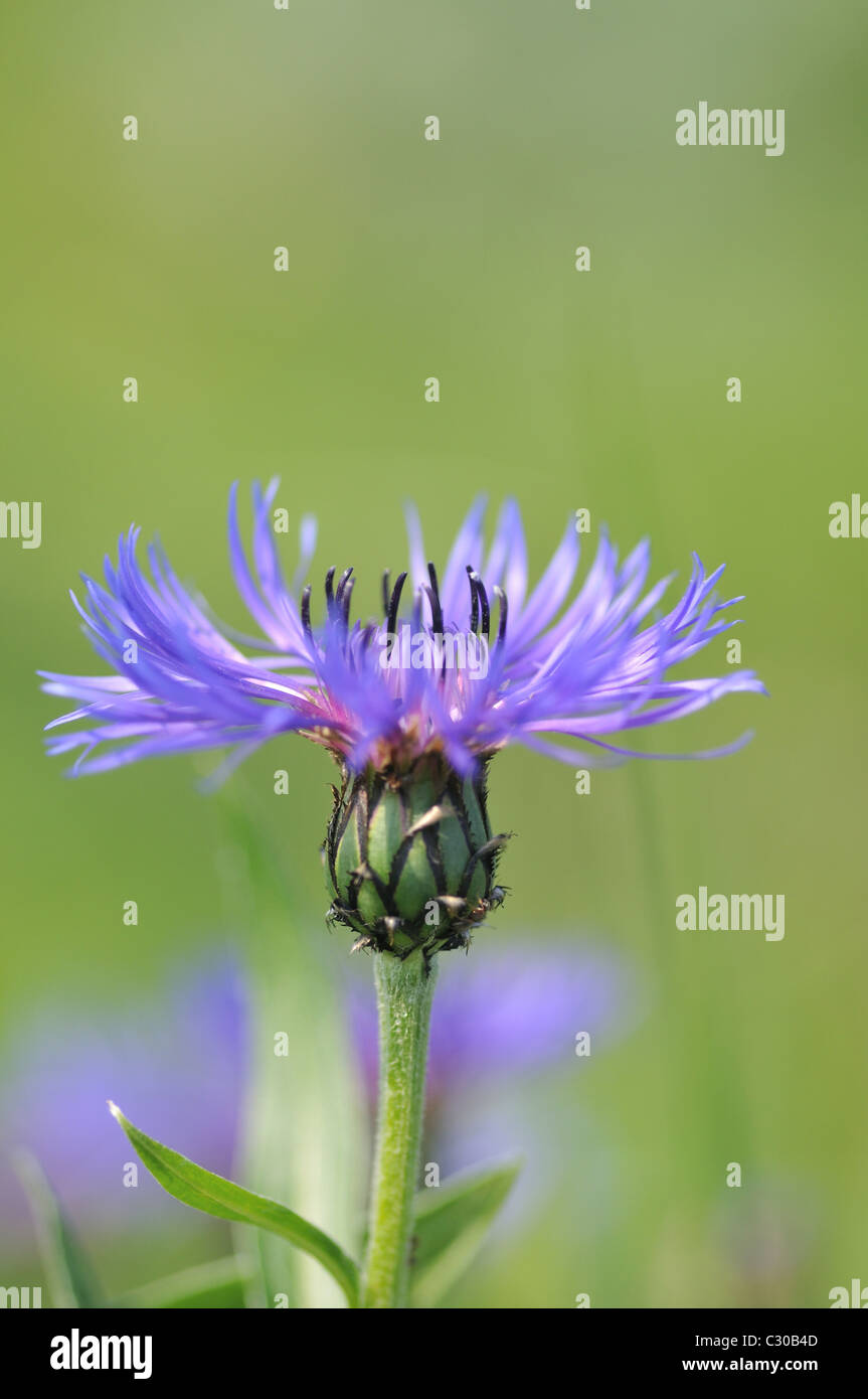 Purple blue thistle flower Stock Photo - Alamy