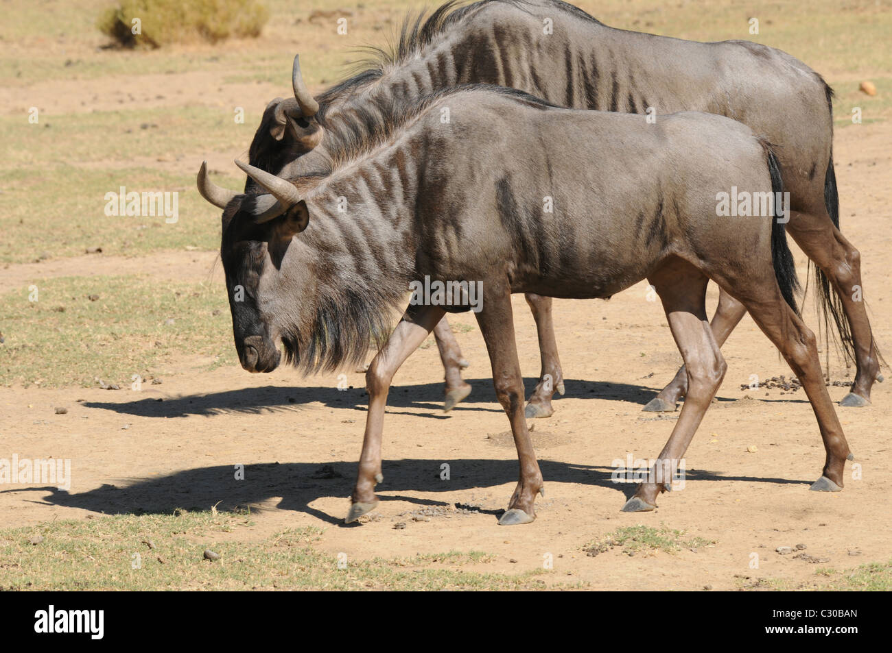 Wilderbeast, wildlife, nature Stock Photo - Alamy