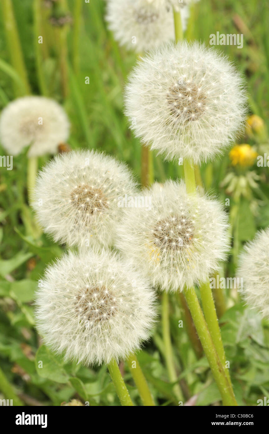 Seedhead seeds heads hi-res stock photography and images - Alamy