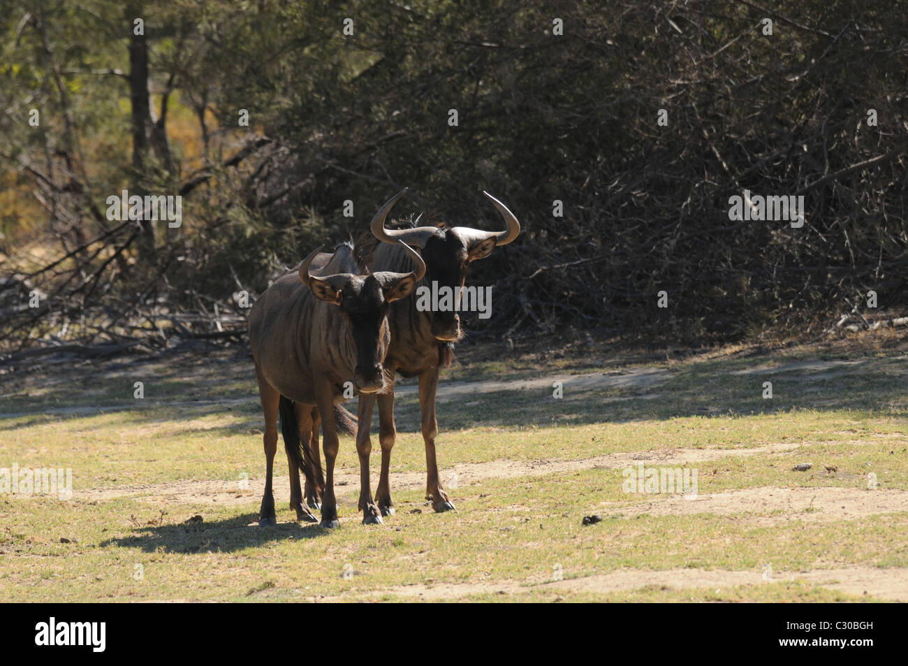 Wilderbeast, wildlife, nature Stock Photo - Alamy