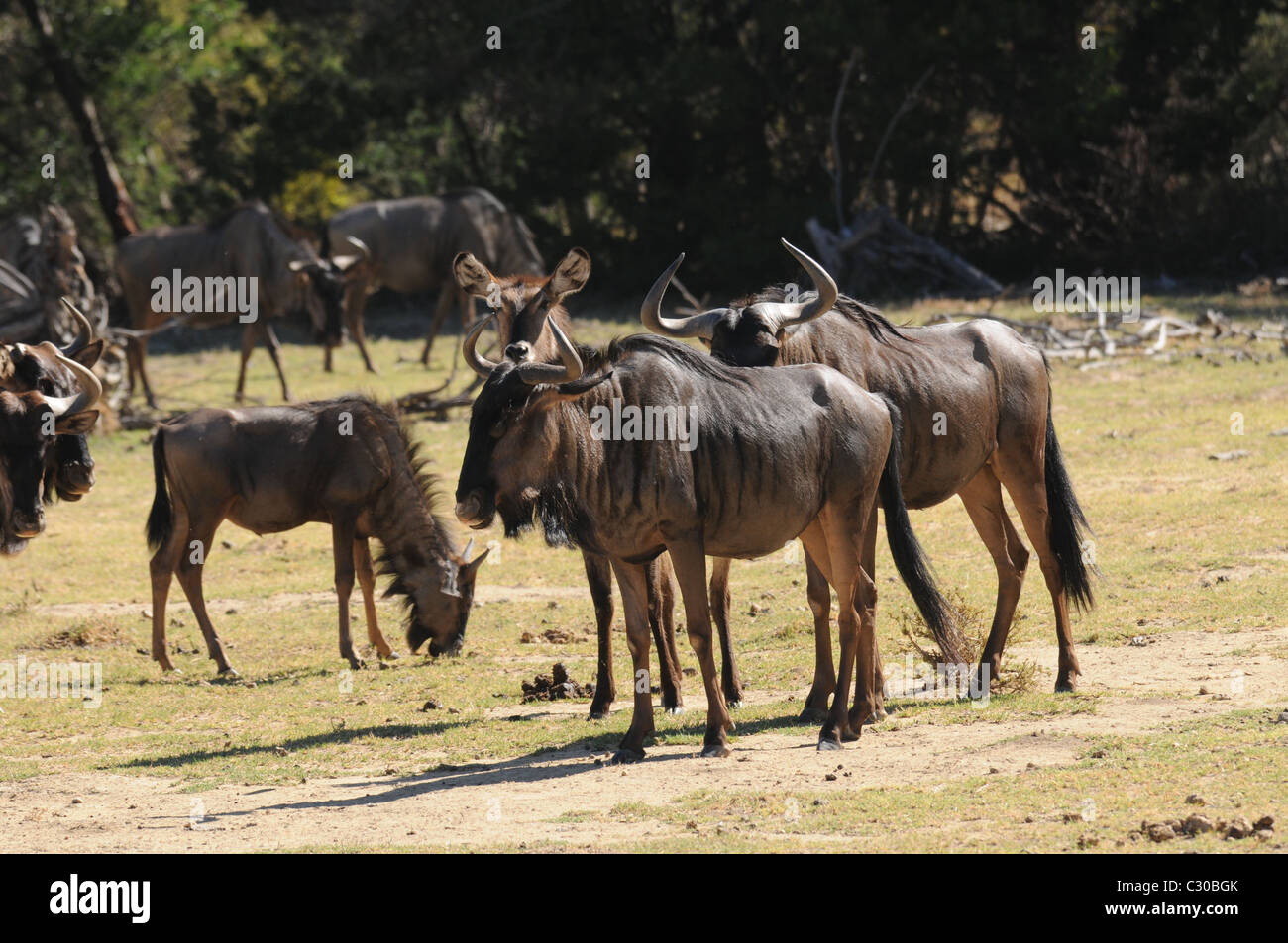 Wilderbeast, wildlife, nature Stock Photo - Alamy