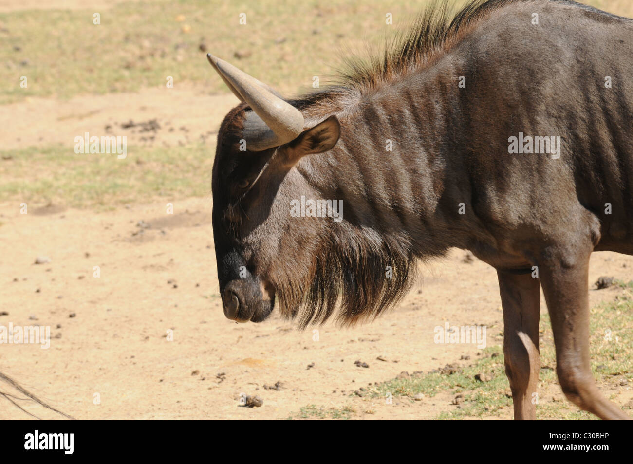 Wilderbeast, wildlife, nature Stock Photo - Alamy