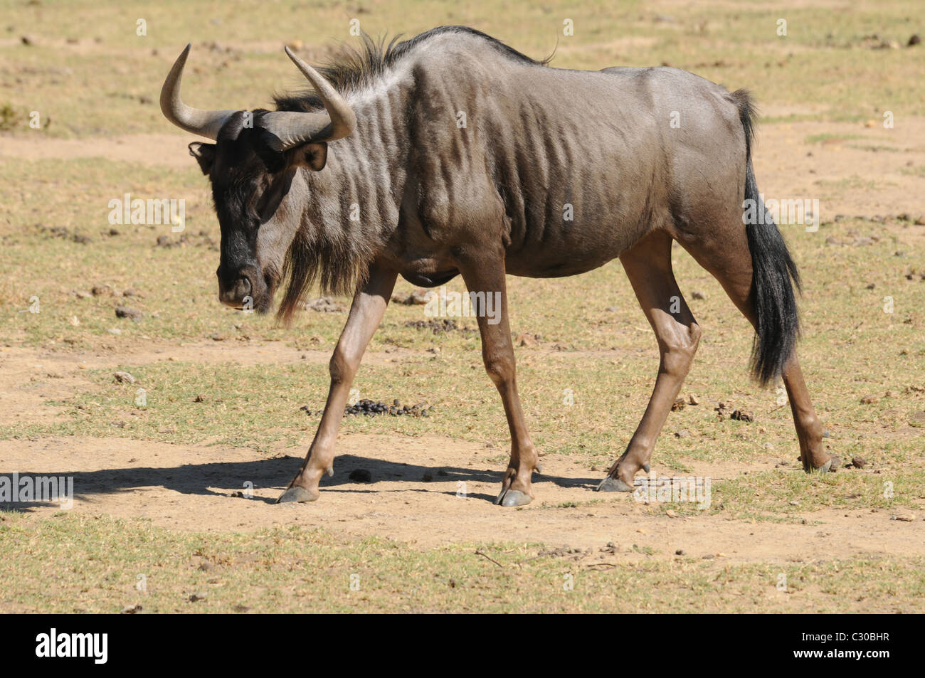 Wilderbeast High Resolution Stock Photography and Images - Alamy
