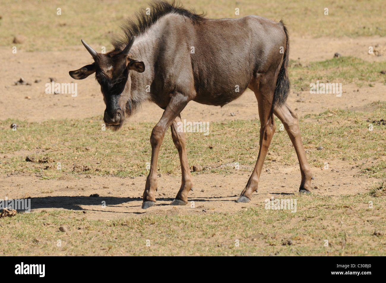 Wilderbeast, wildlife, nature Stock Photo - Alamy