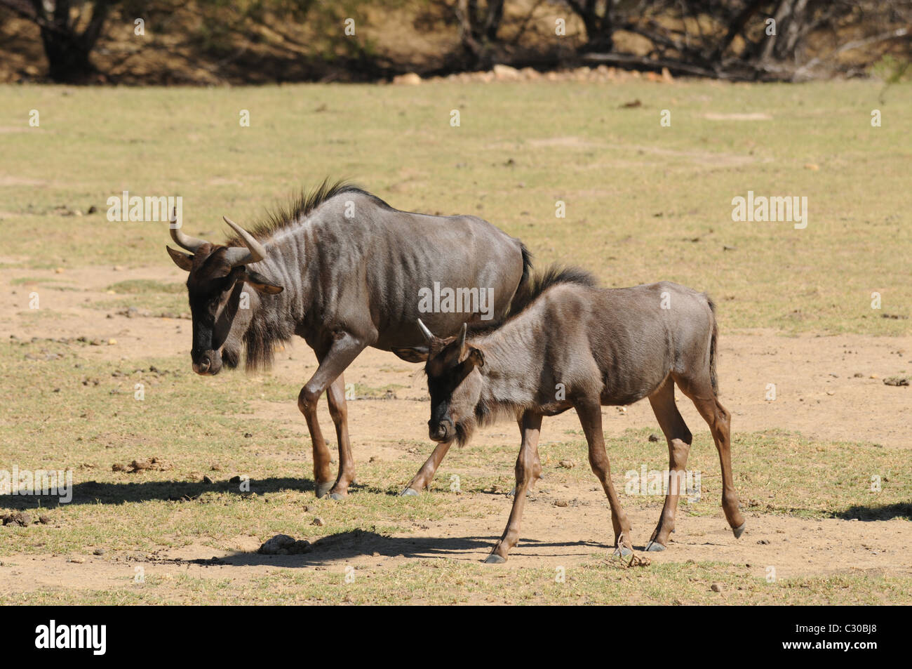Wilderbeast, wildlife, nature Stock Photo - Alamy