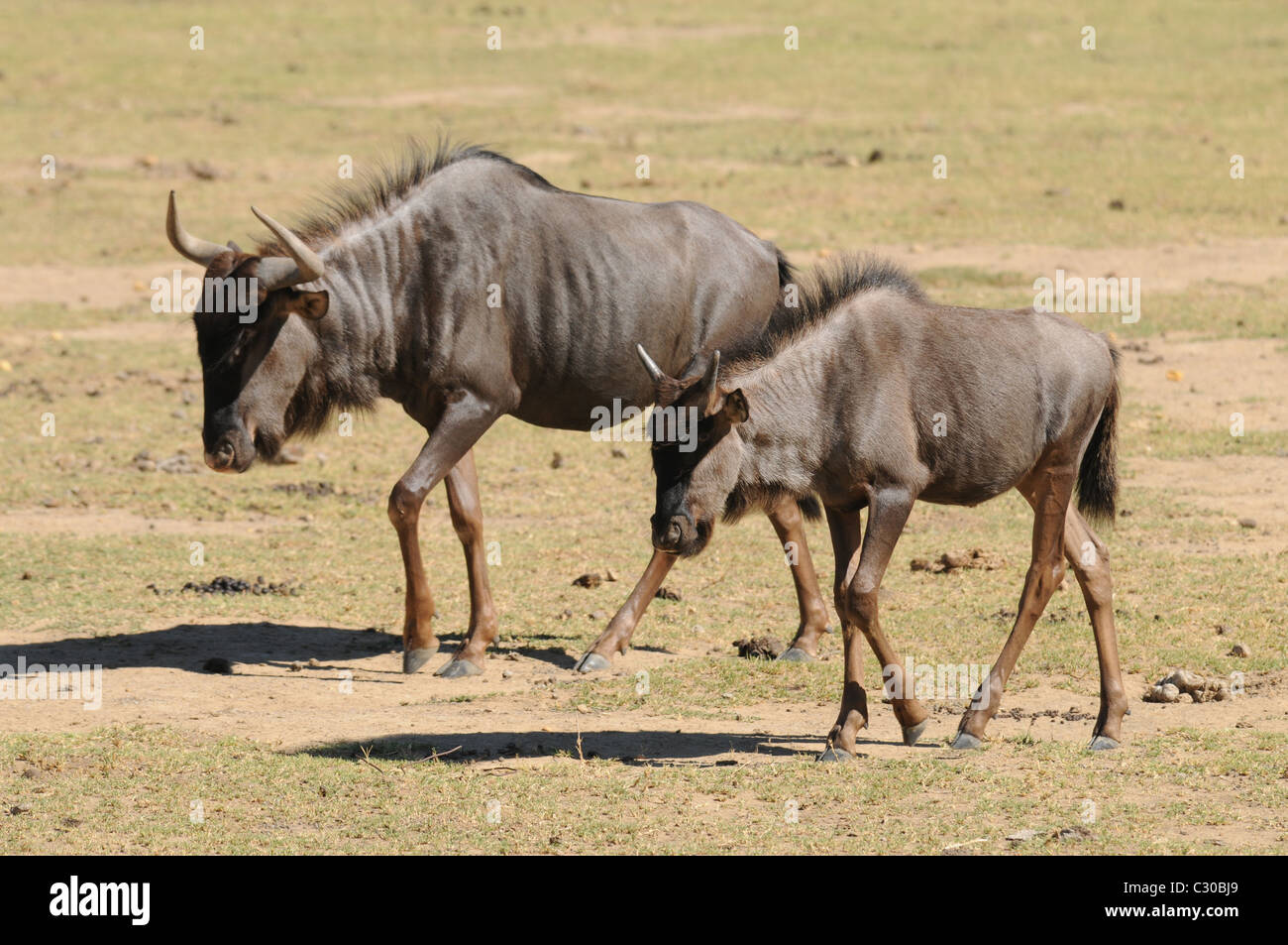 Wilderbeast High Resolution Stock Photography and Images - Alamy