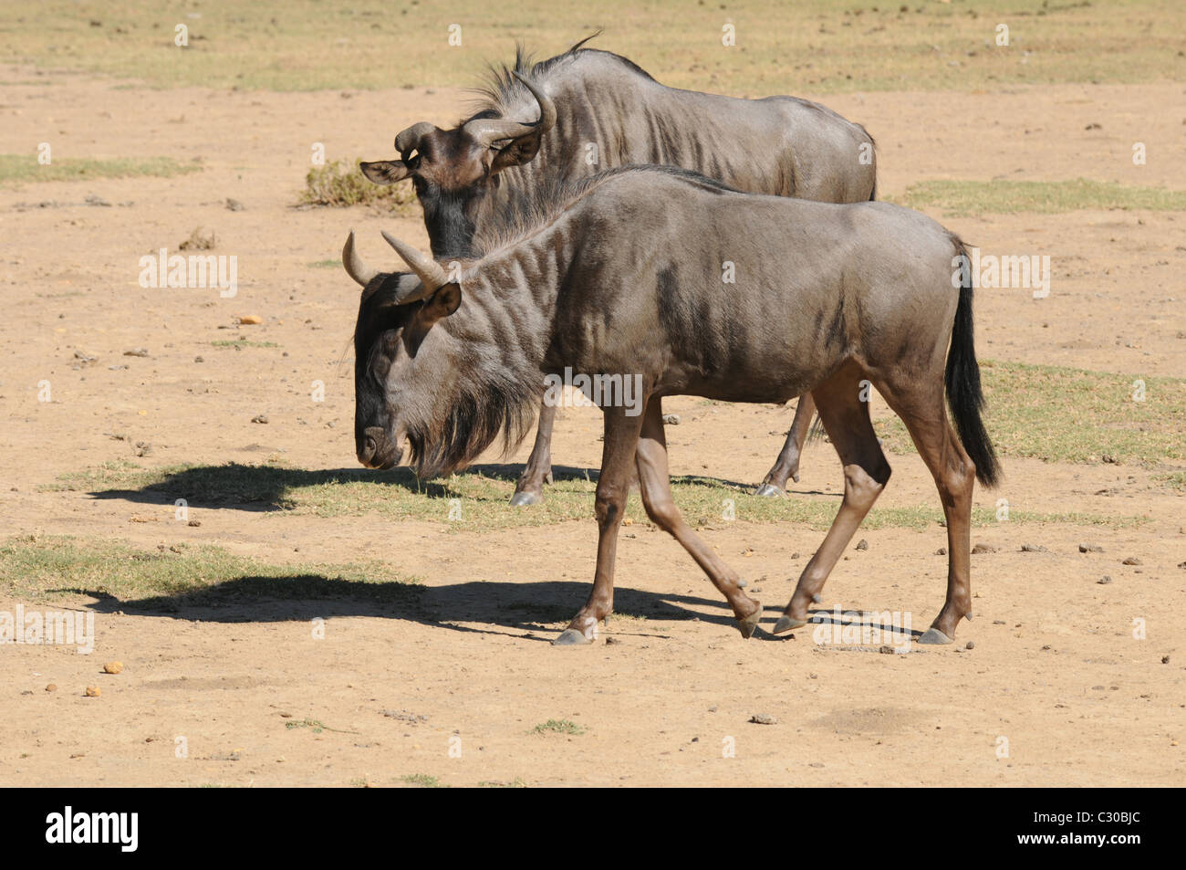 Wilderbeast, wildlife, nature Stock Photo - Alamy