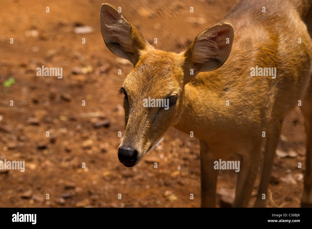 A young common deer of India Stock Photo - Alamy