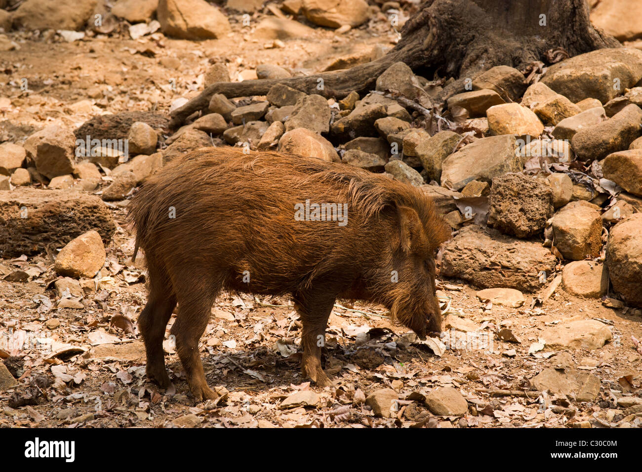 Wild pigs rooting hi-res stock photography and images - Alamy