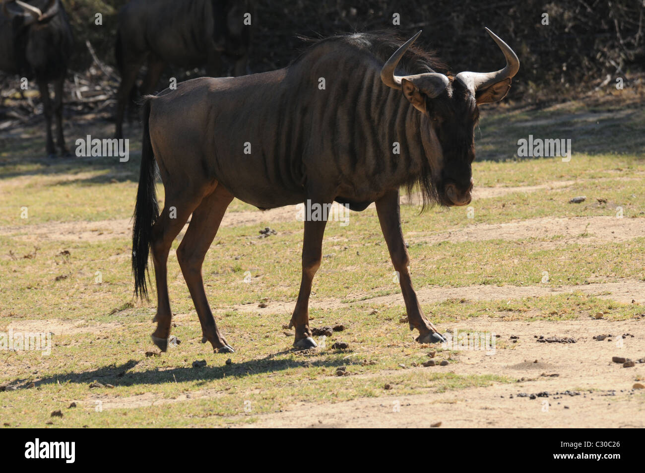Wilderbeast hi-res stock photography and images - Alamy